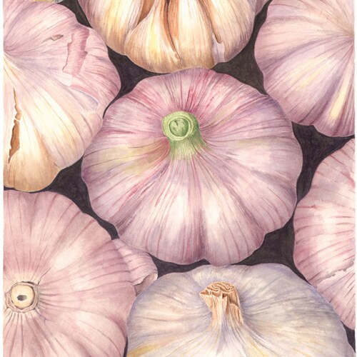 Shallot Watercolor Print Botanical Vegetable Art Print - Etsy