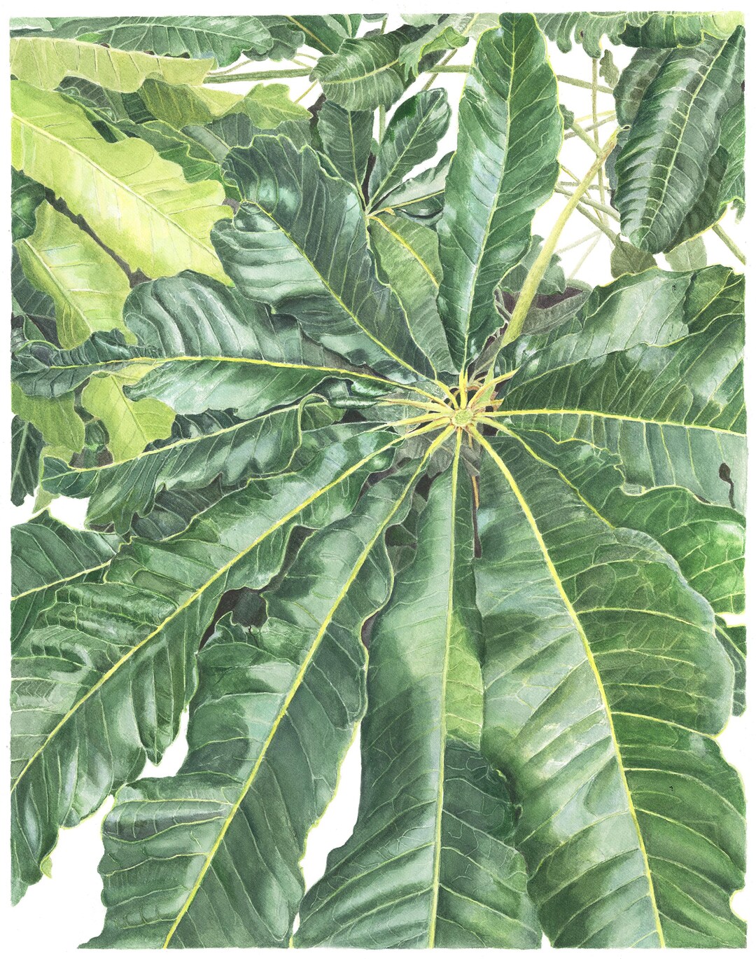Schefflera Watercolor Print, Contemporary Art - Watercolor Painting ...