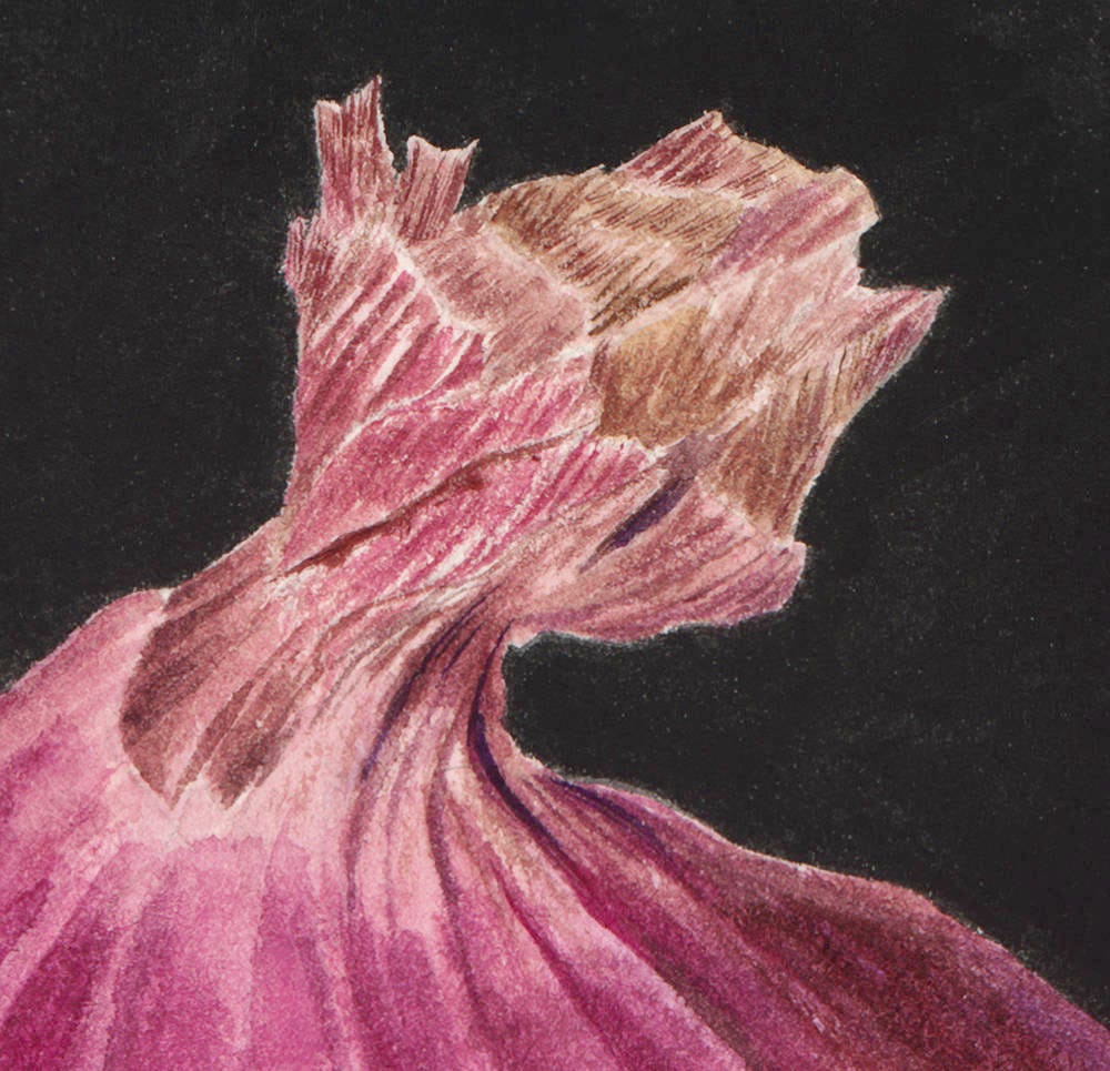 Red Onion Botanical Print Botanical Art Watercolor Painting by Sally ...