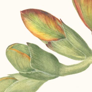 Freesia Botanical Print - Botanical Watercolor Art Painting by Sally ...