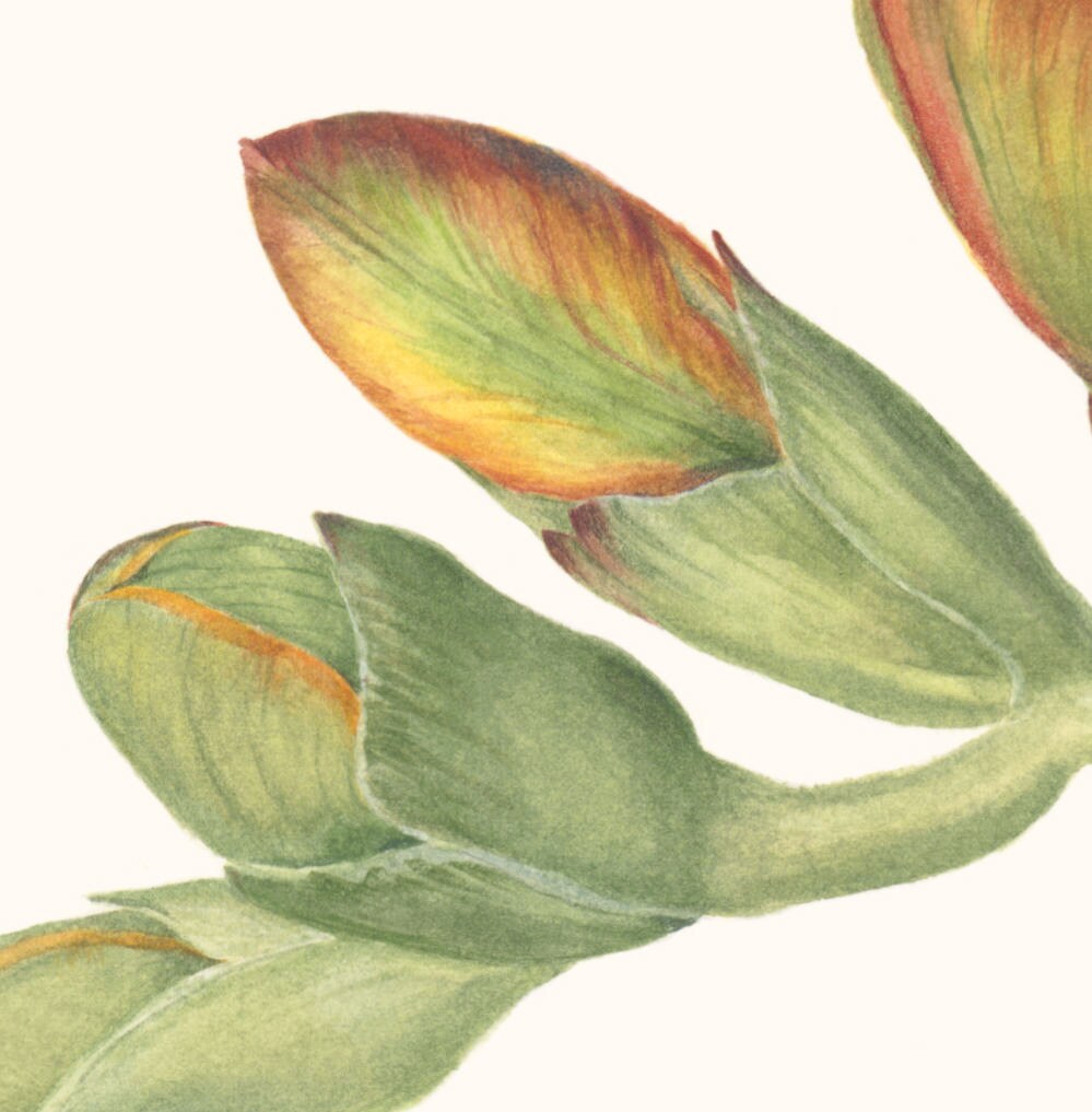 Freesia Botanical Print - Botanical Watercolor Art Painting by Sally ...
