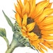 Sunflower Botanical Print - Watercolor Painting Art by Sally Jacobs ...