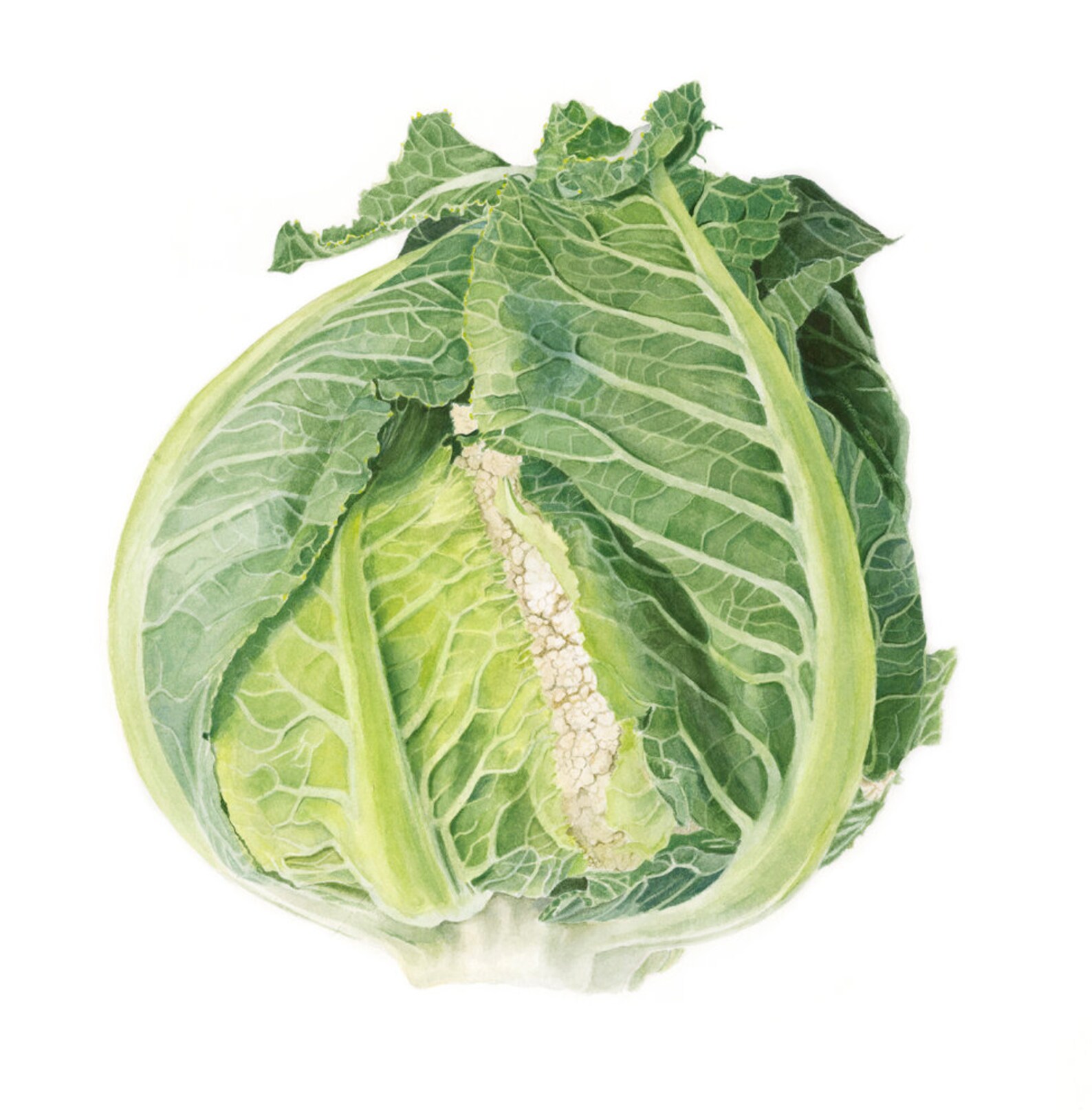 Cauliflower Painting, Botanical Vegetable Art Print - Cauliflower ...