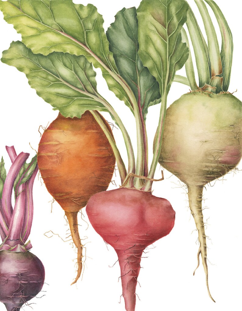 Botanical Vegetable Art Print Colored Beets Watercolor Painting by ...