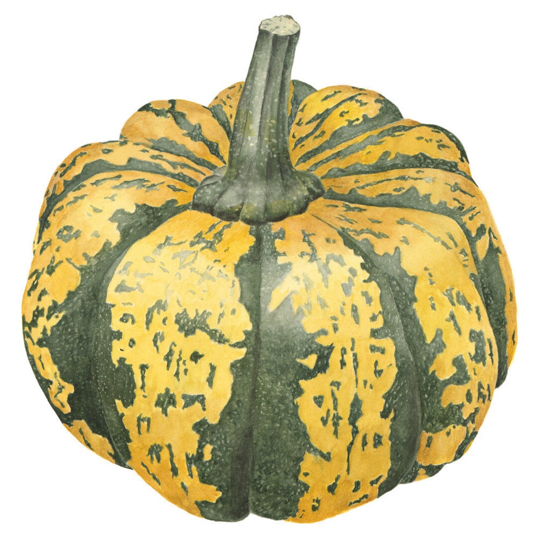 Carnival Squash Botanical Print - Botanical Vegetable Watercolor Art ...