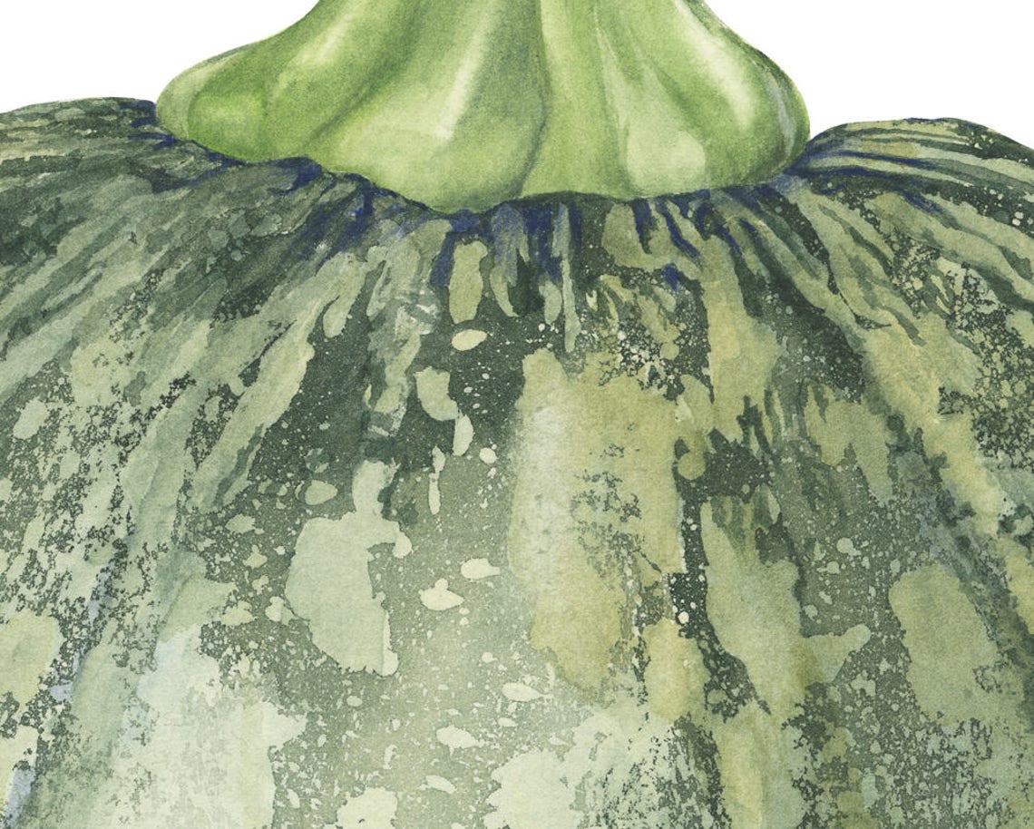 Kabocha Squash Print, Vegetable Painting, Barn Home Decor, Original Art ...