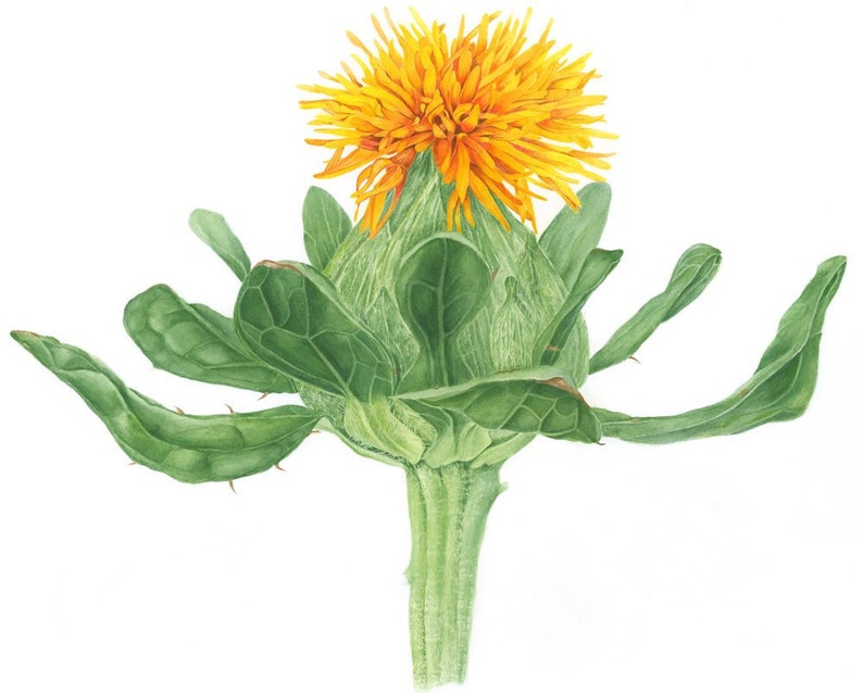 Saffflower Watercolor - Botanical Flower Art - Watercolor Painting by ...