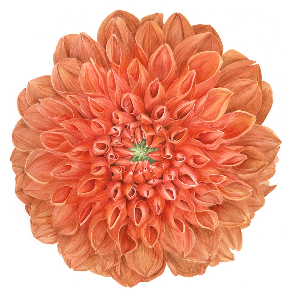 Botanical Dahlia Flower Print - Watercolor Painting Flower Art by Sally ...