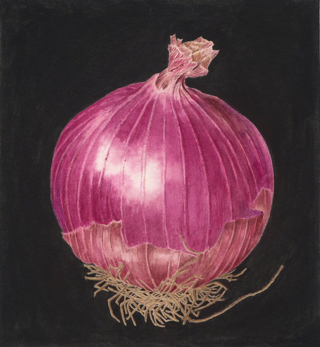 Red Onion Botanical Print Botanical Art Watercolor Painting by Sally ...