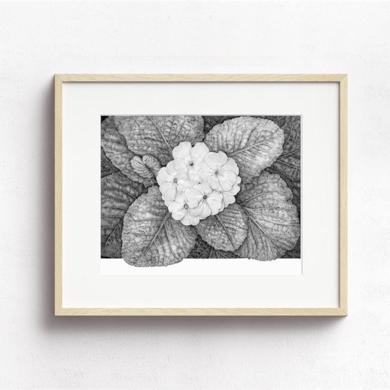 Primrose Graphite Botanical Print - Botanical Flower Art Painting by ...