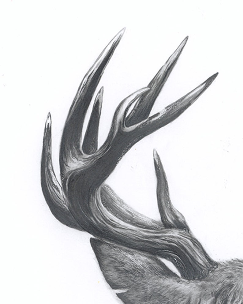 Deer Antler, Wildlife Art, Print of Original Pencil Drawing - Etsy