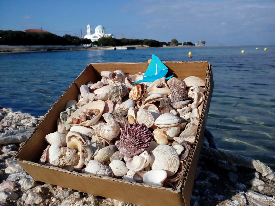 Mix of Various Greek Shells.beach Craft Materials.shore Living.beach ...