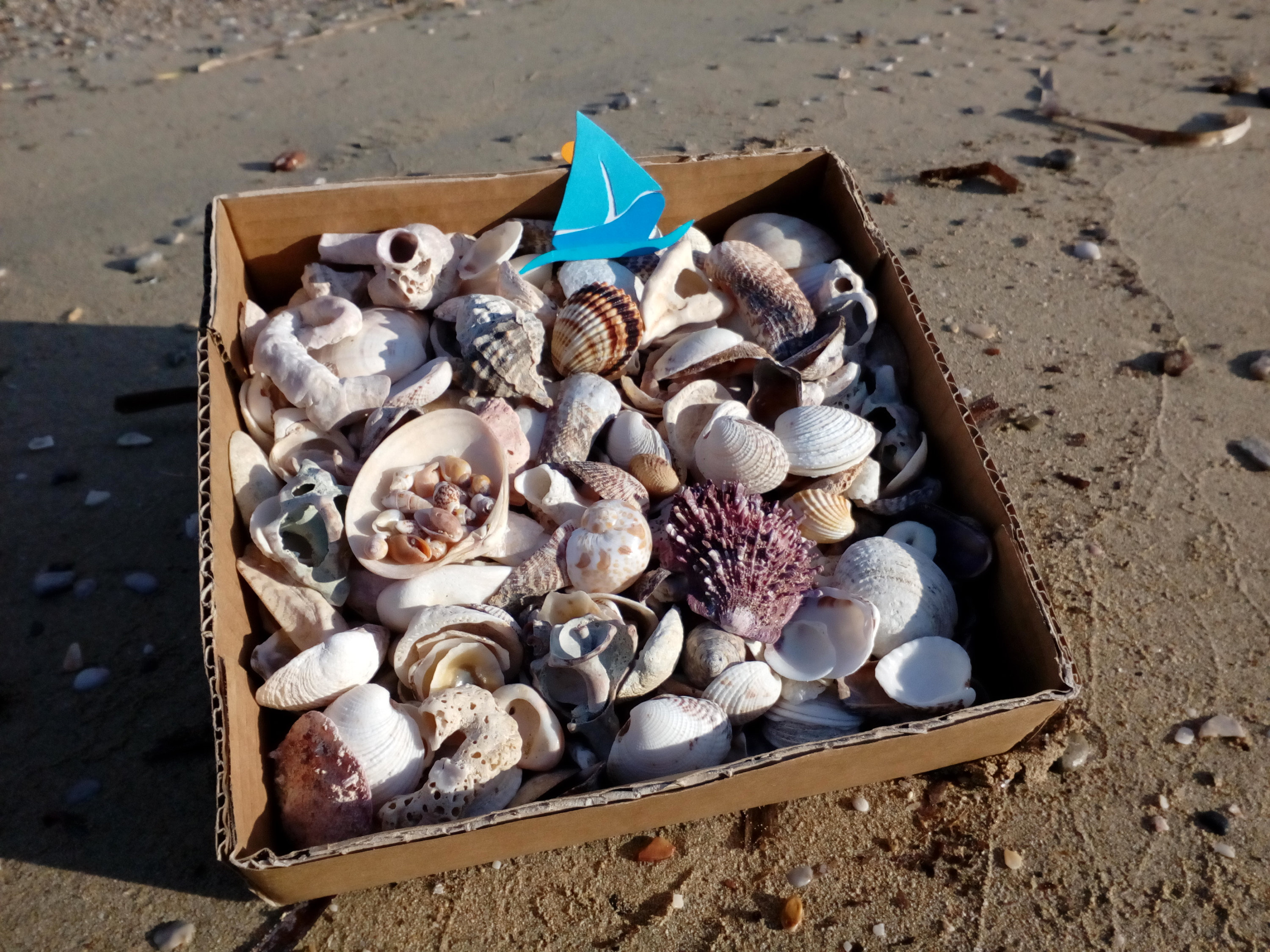 Mix of Various Greek Shells.beach Craft Materials.shore - Etsy