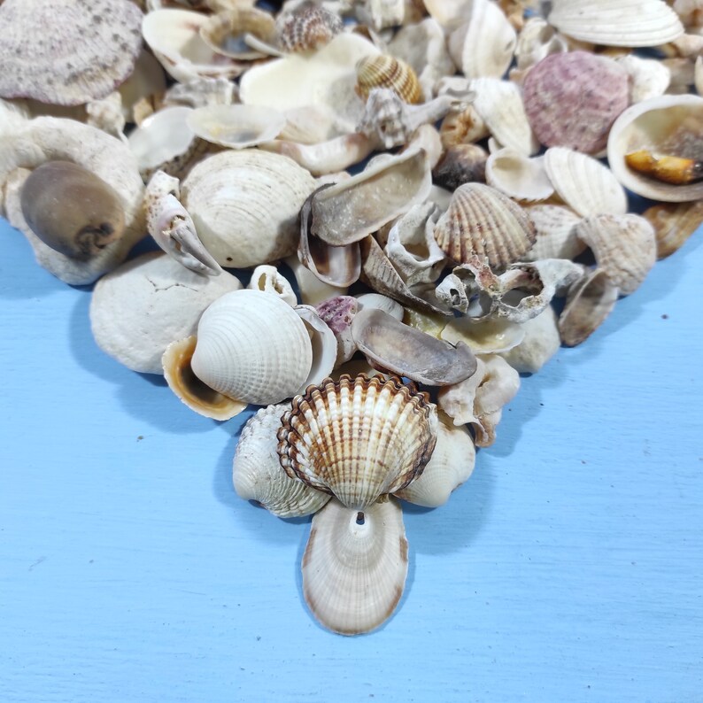 Mix of Various Greek Shells.beach Craft Materials.shore - Etsy
