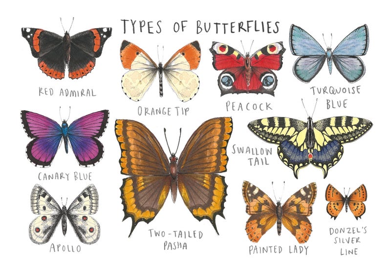 Greetings Card Types of Butterflies - Etsy