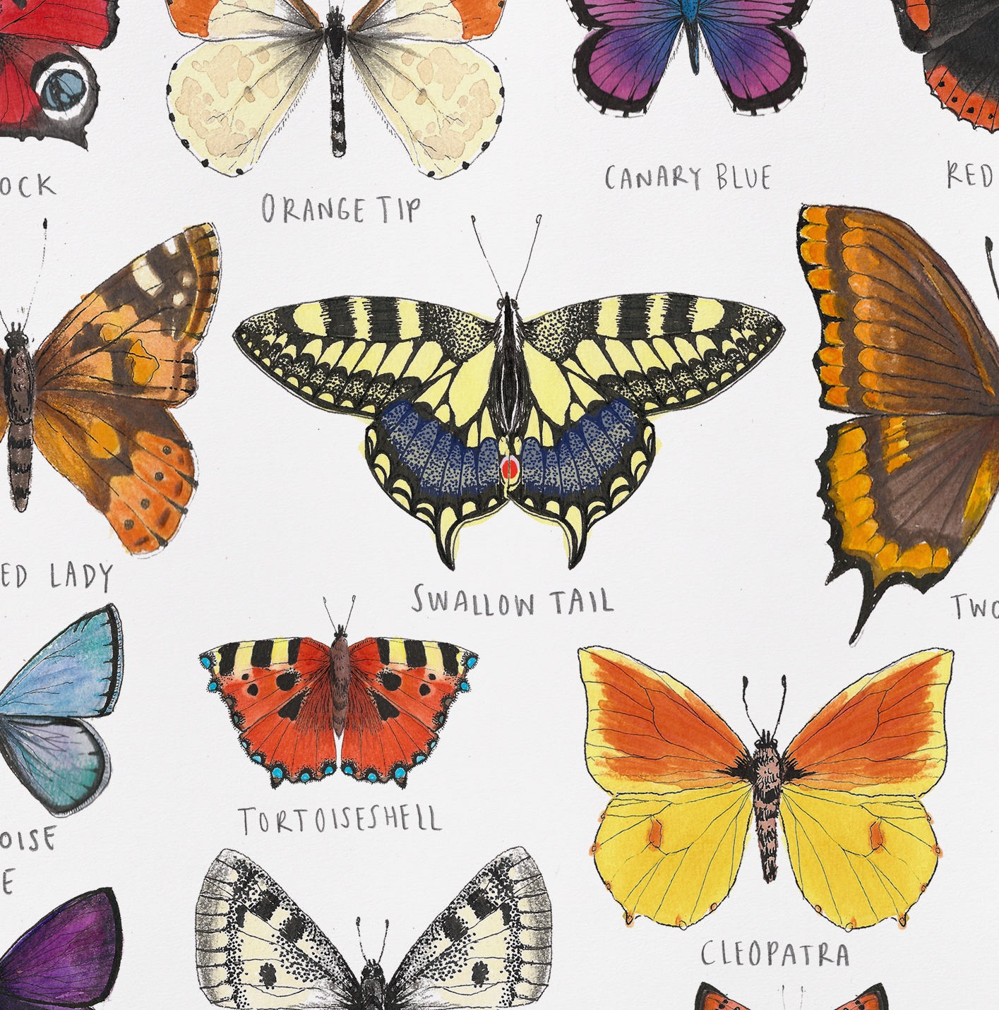 Butterfly Species Names