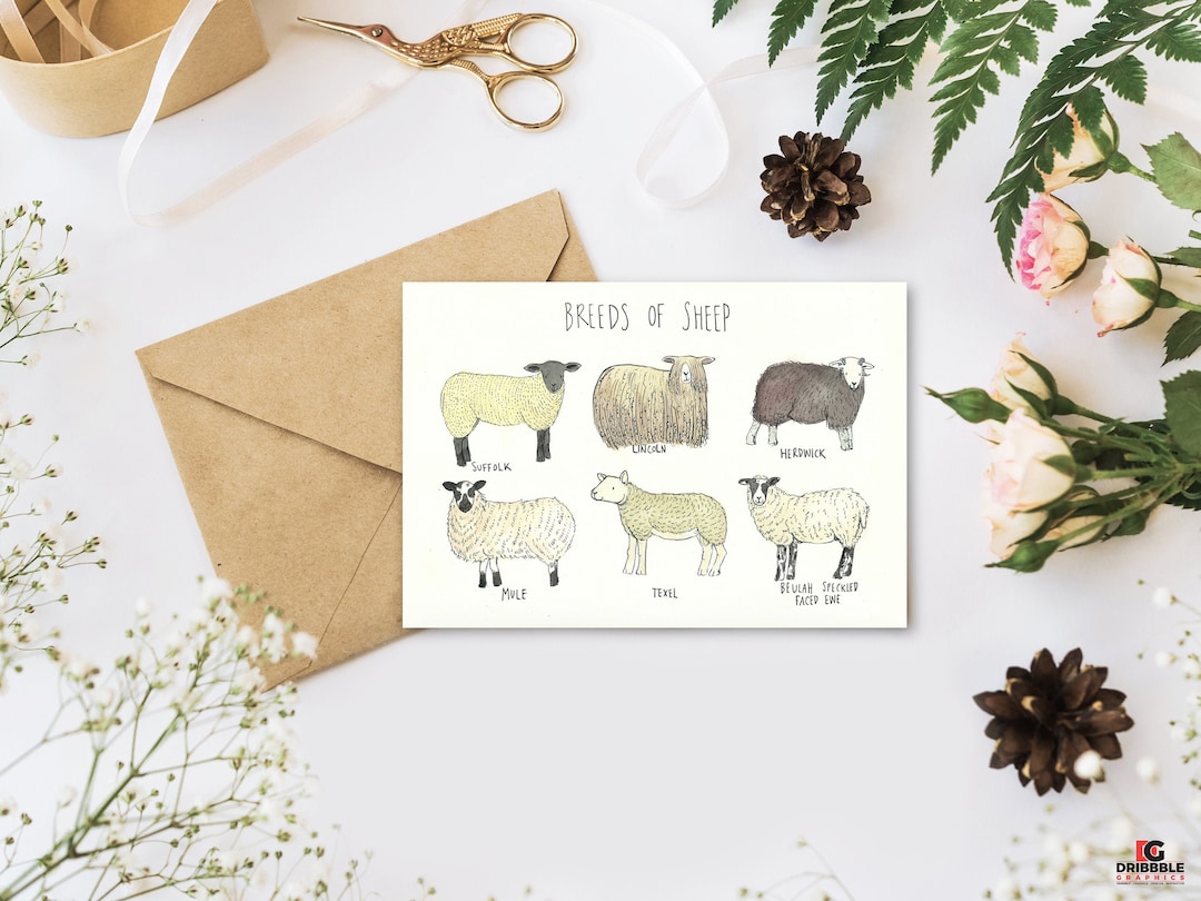 Greetings Card Breeds of Sheep - Etsy