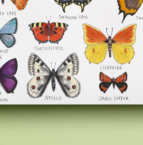 How Many Types Of Butterflies Are There