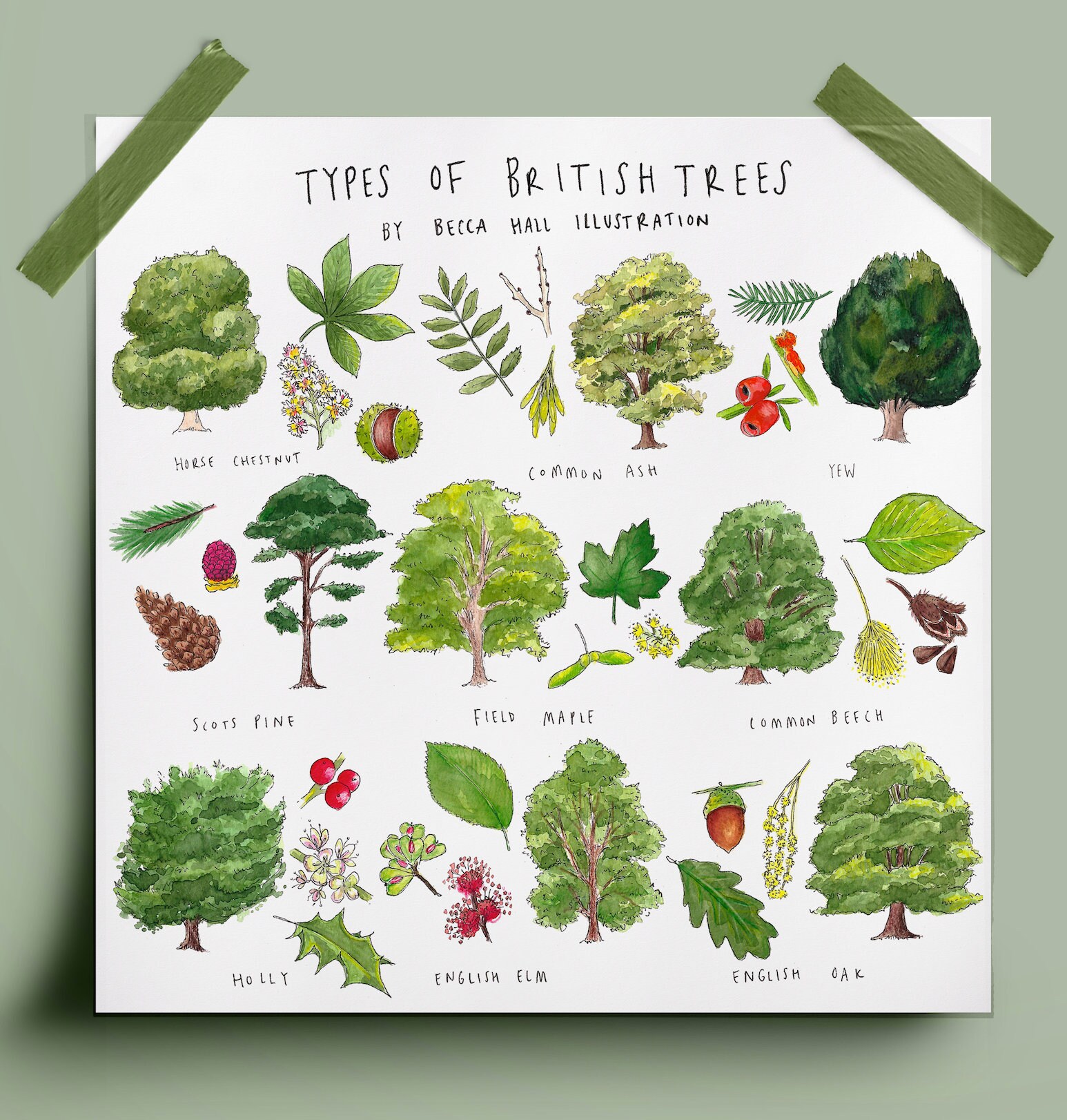 Different Types Of Trees