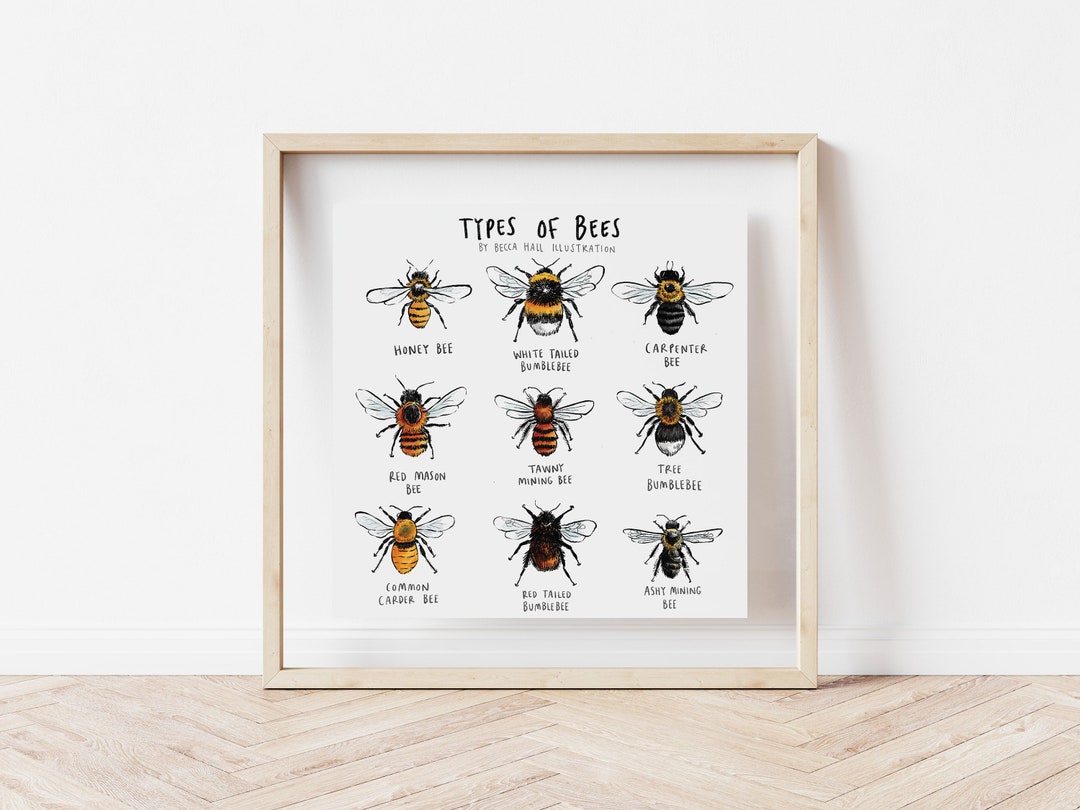 Print Types of Bees - Etsy UK