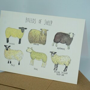 Greetings Card Breeds of Sheep - Etsy
