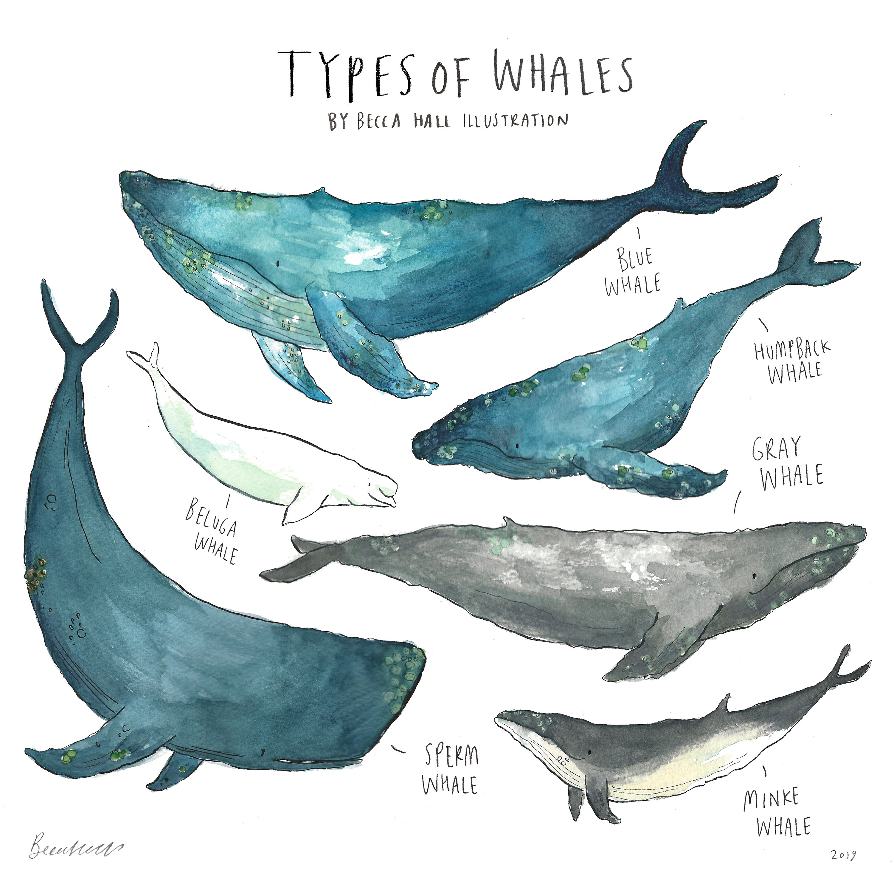 Types Of Whales