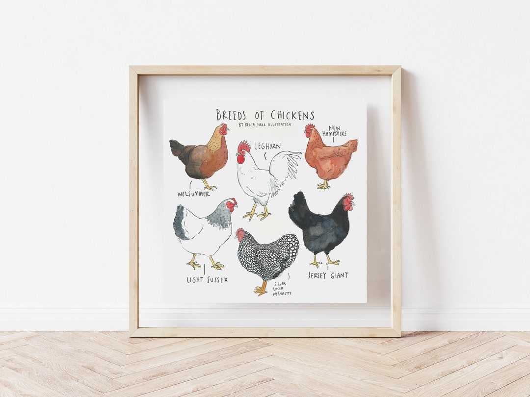 Breeds of Chickens Giclée Art Print - Etsy