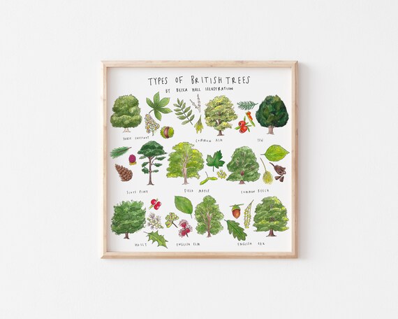Types Of Trees