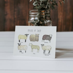 Greetings Card Breeds of Sheep - Etsy