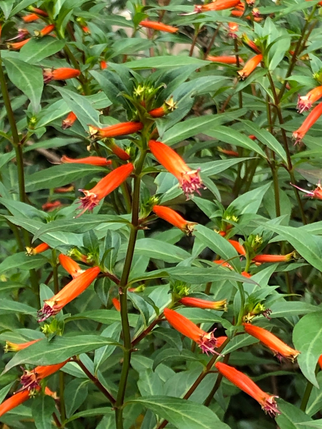 David Verity Cuphea, Cigar Plant - Live Plant - Etsy