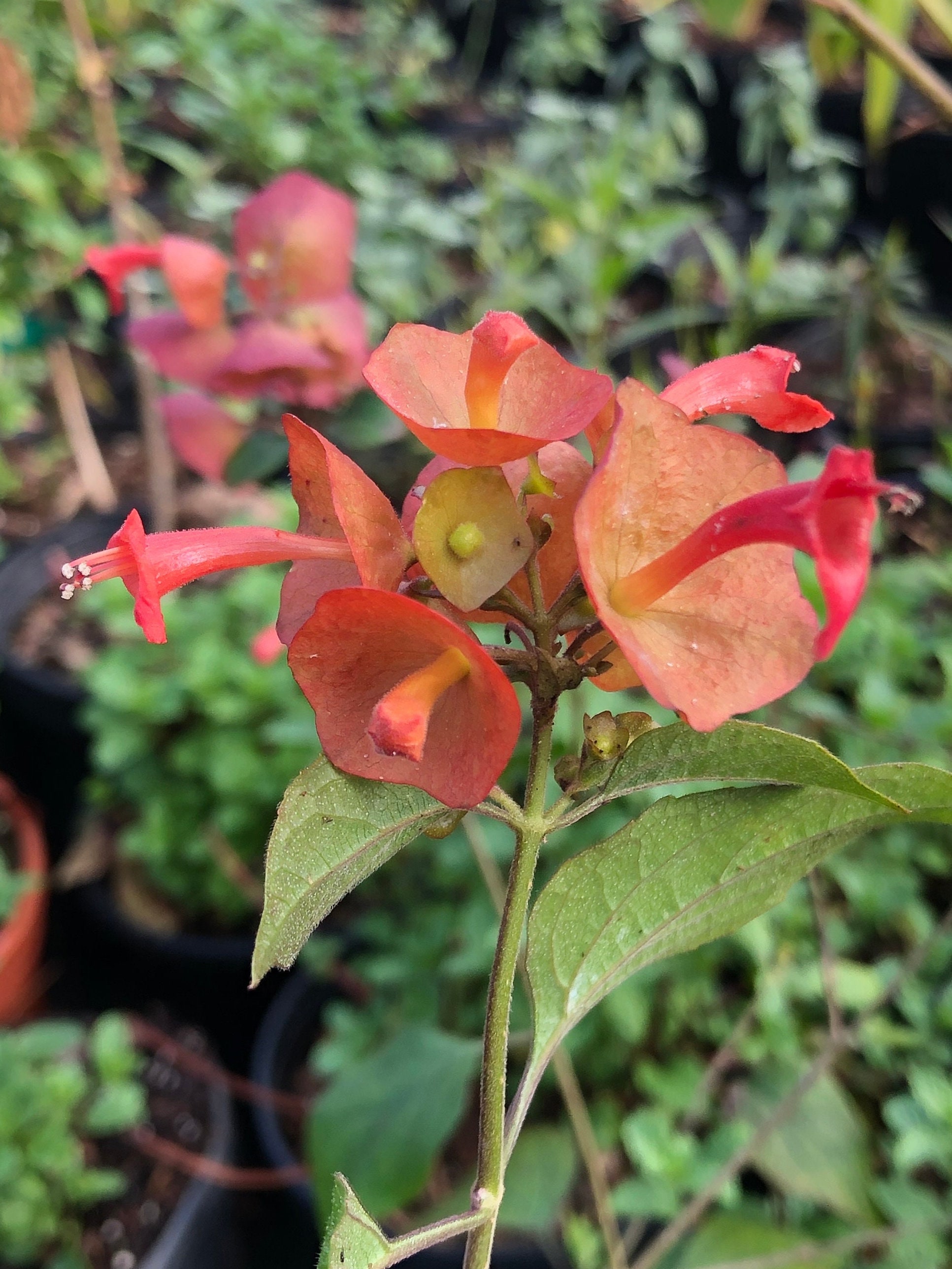 Orange Chinese Hat Plant, Holmskioldia Sanguinea- Live Plant - Etsy
