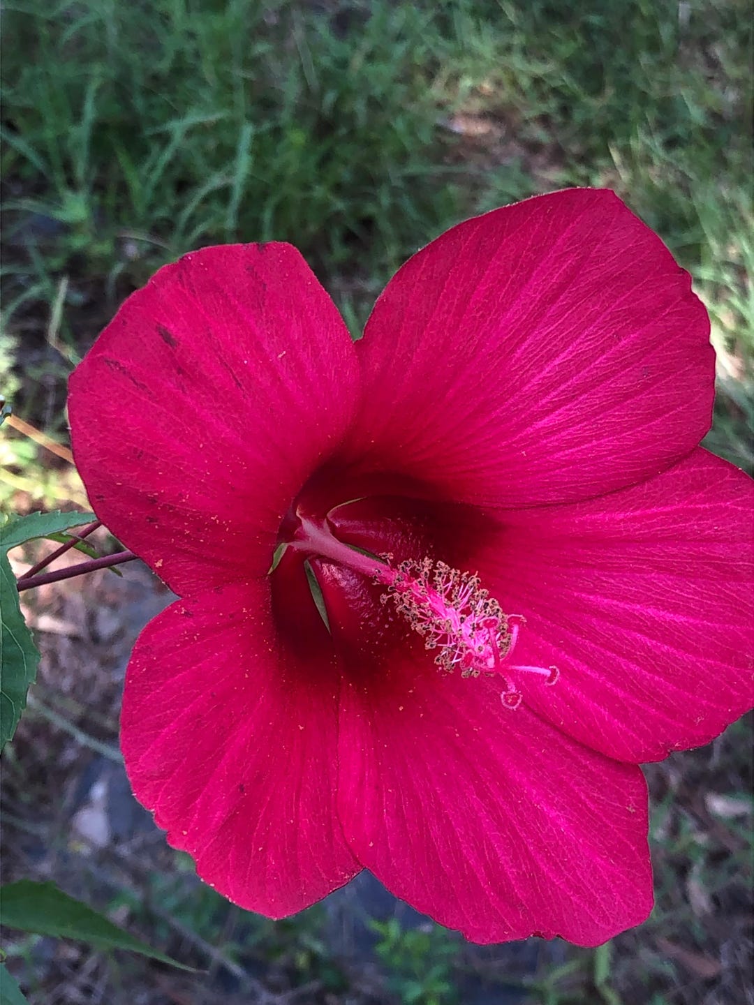 Red Texas Star Hibiscus - Live Plant - Etsy