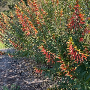 Candy Corn Cuphea - Cuphea Micropetala - Live Plant - Etsy