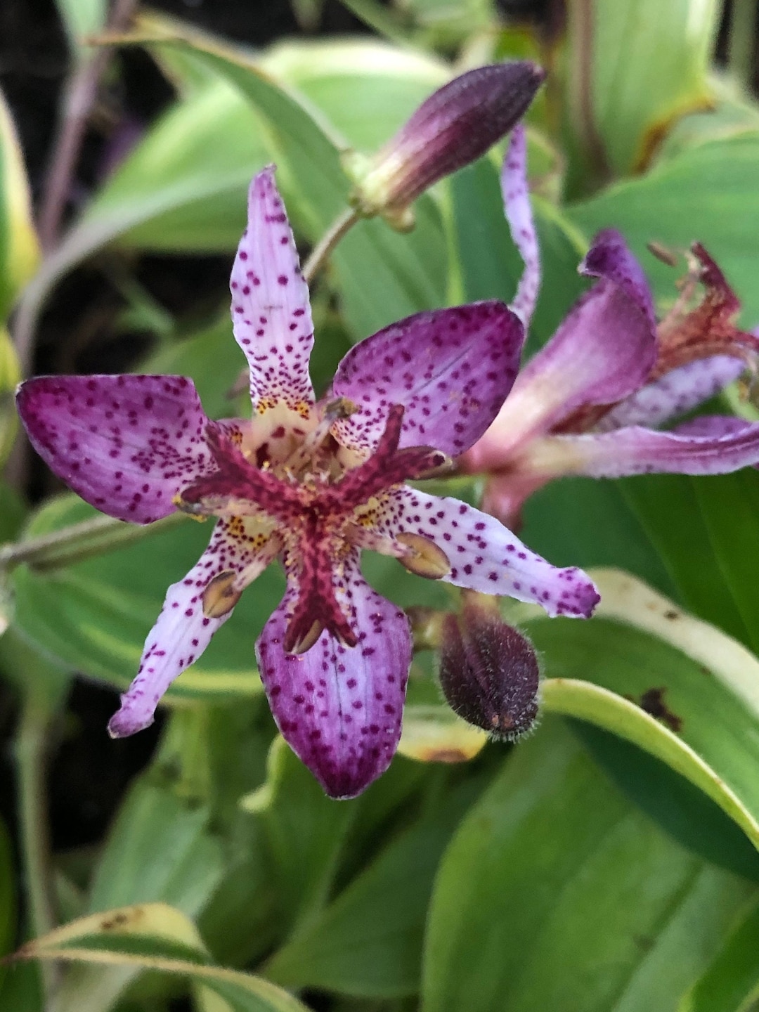 Variegated Toad Lily, Tricyrtis Hirta - Live Plant - Etsy