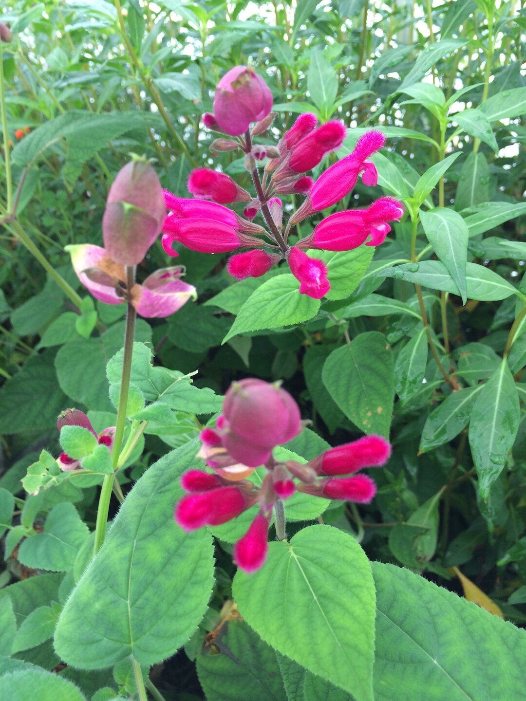 Rosebud Sage, Salvia Involucrata - Live Plant - Etsy