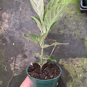 Pink Jacobina, Brazilian Plume Flower - Live Plant - Etsy