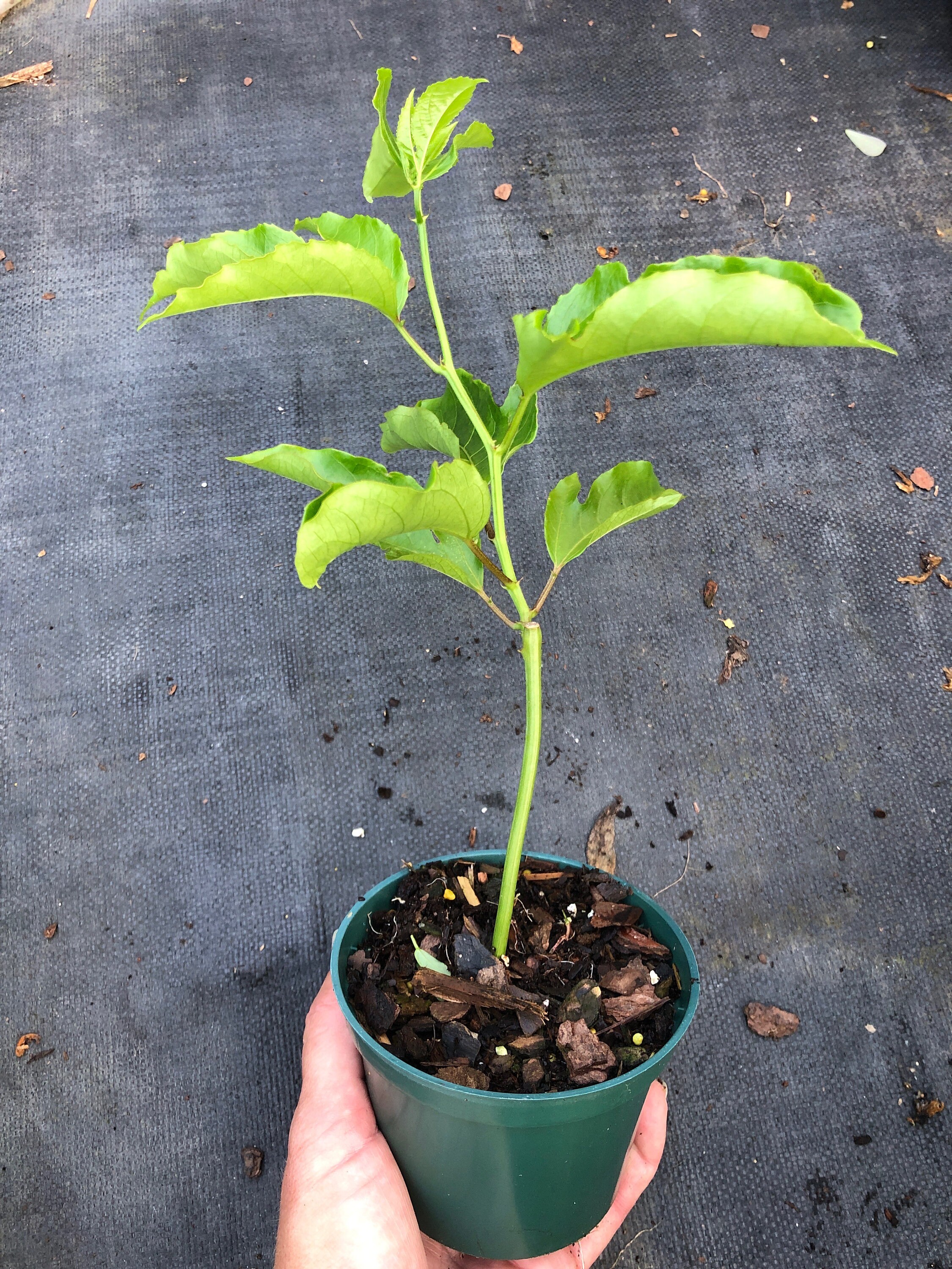 Purple Possum Passion Flower, Passiflora Edulis- 4" Container Live ...