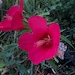 Red Texas Star Hibiscus - Live Plant - Etsy