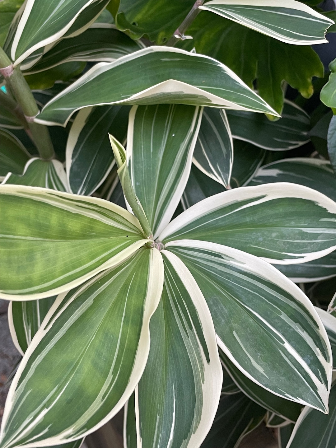Variegated Spiral Ginger - Live Plant - Etsy