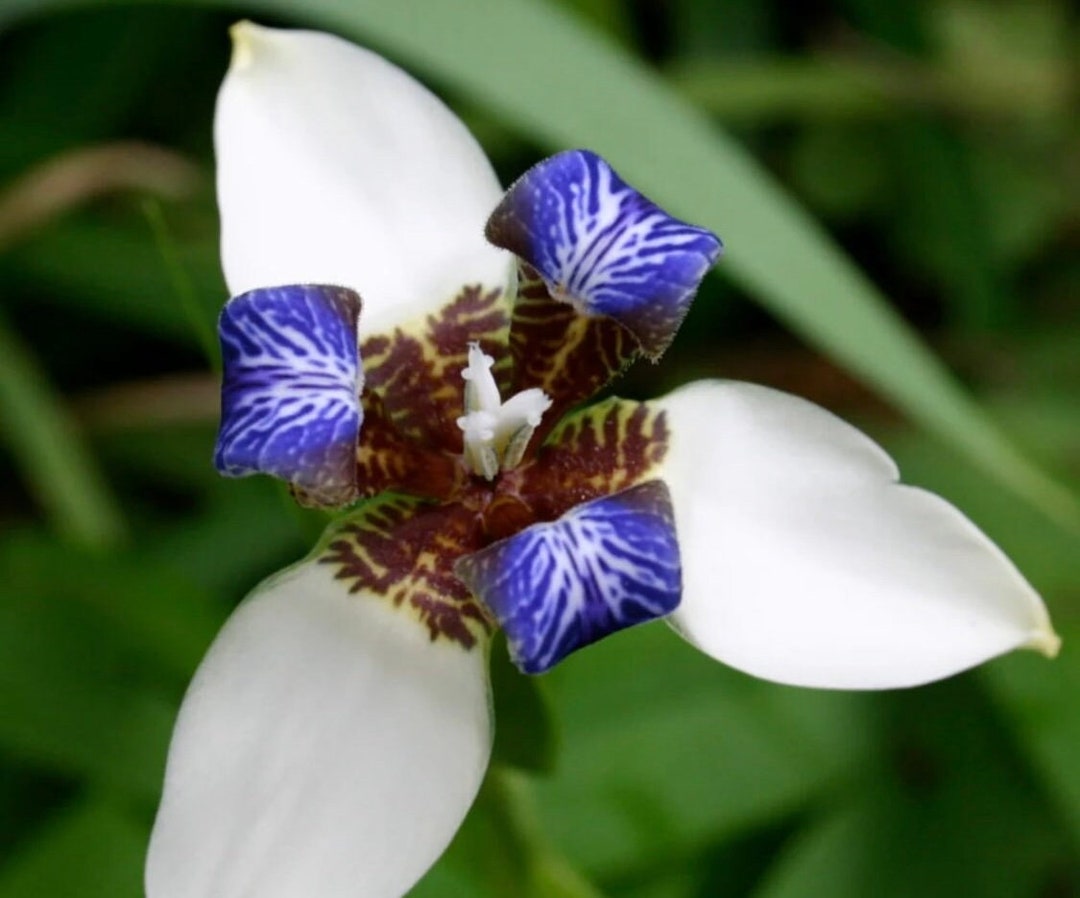Walking Iris, Live Plant - Etsy