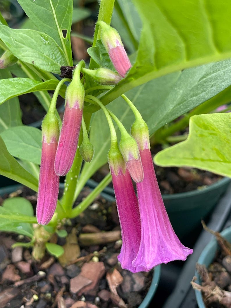 Iochroma 'princess', Mini Angels Trumpet- Live Plant - Etsy