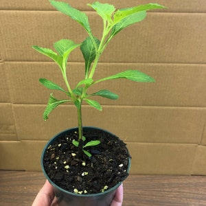 Purple Porter Weed - Live Plant- Stachytarpheta Frantzii - Etsy