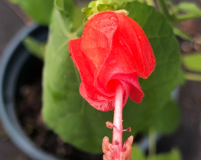 Red Turk’s Cap, Malvaviscus Arboreus Var. Drummondii - Live Plant - Etsy