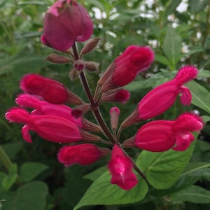 Rosebud Sage, Salvia Involucrata Live Plant - Etsy