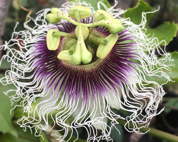 Purple Possum Passion Flower, Passiflora Edulis- 4" Container Live ...