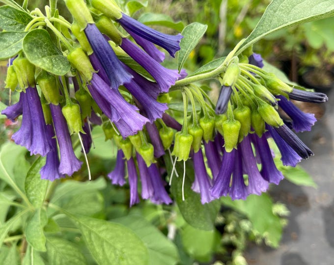 Iochroma 'royal Blue', Mini Angel's Trumpet - Live Plant - Etsy
