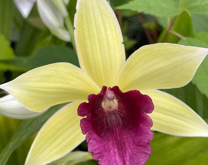 Nun’s Orchid ‘george’s Gold’, Phaius Hybrid - Live Bare-root Plant - Etsy
