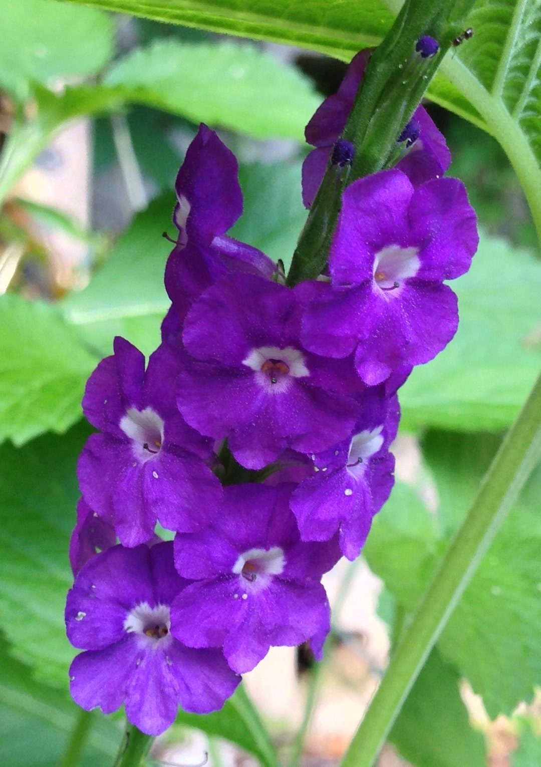 Purple Porter Weed - Live Plant- Stachytarpheta Frantzii - Etsy