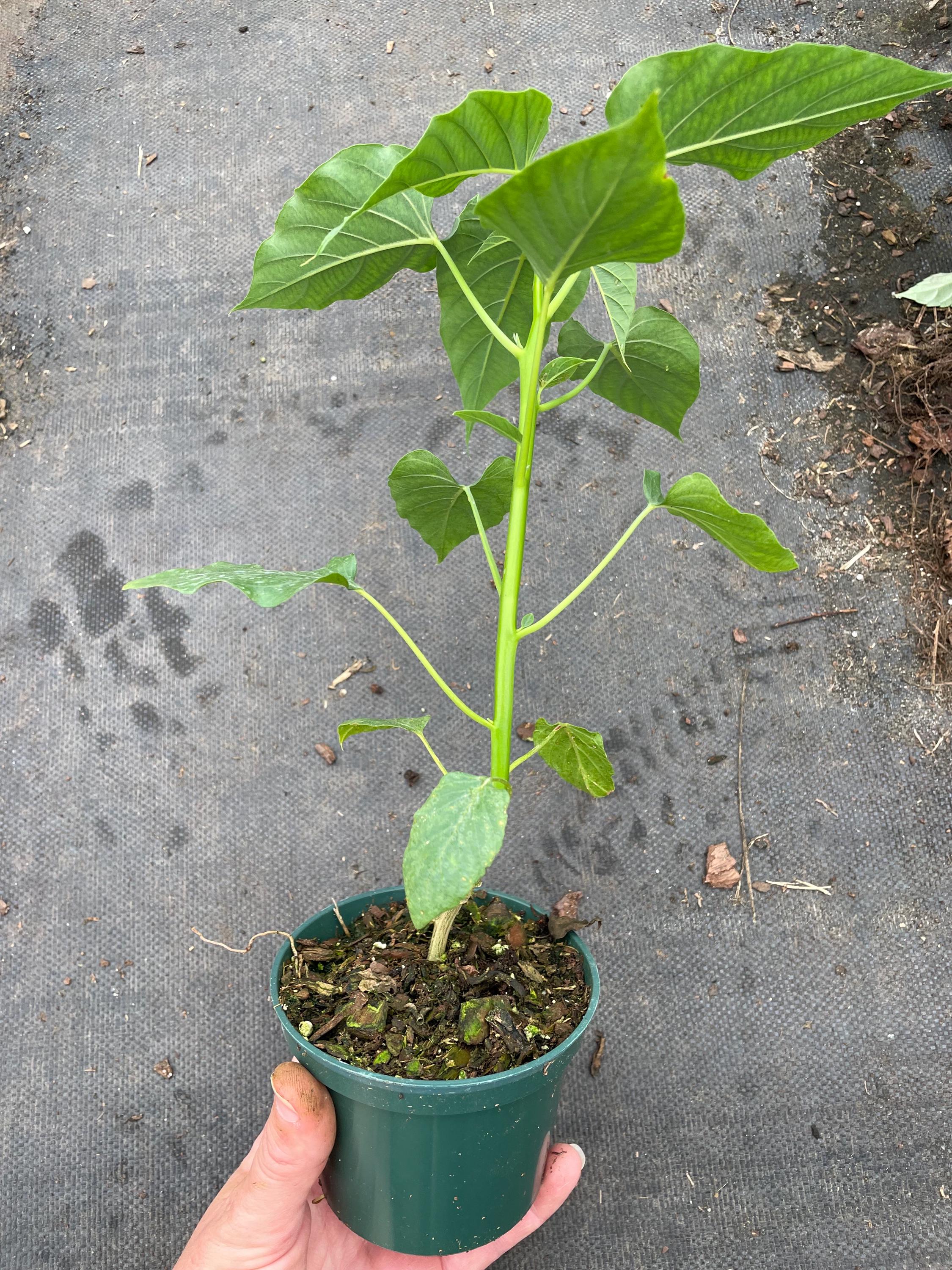 Bush Morning Glory, Live Plant - Etsy