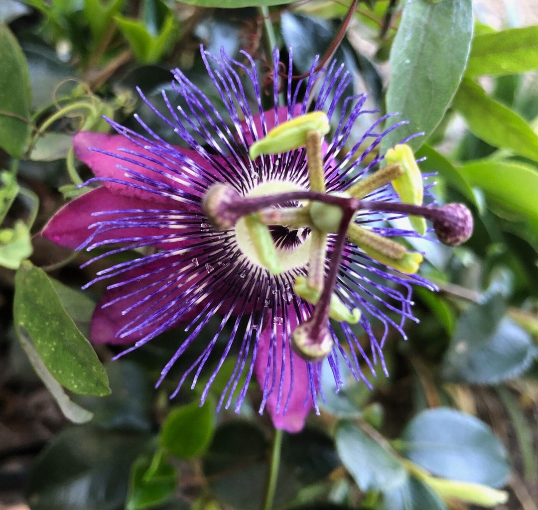 Lavender Lady Passion Flower - Live Plant - Etsy